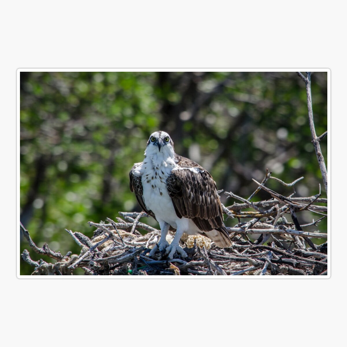 Maneki Ospreys Nesting 1 Sticker, Phone Decal Water Bottle Stickers Car ...