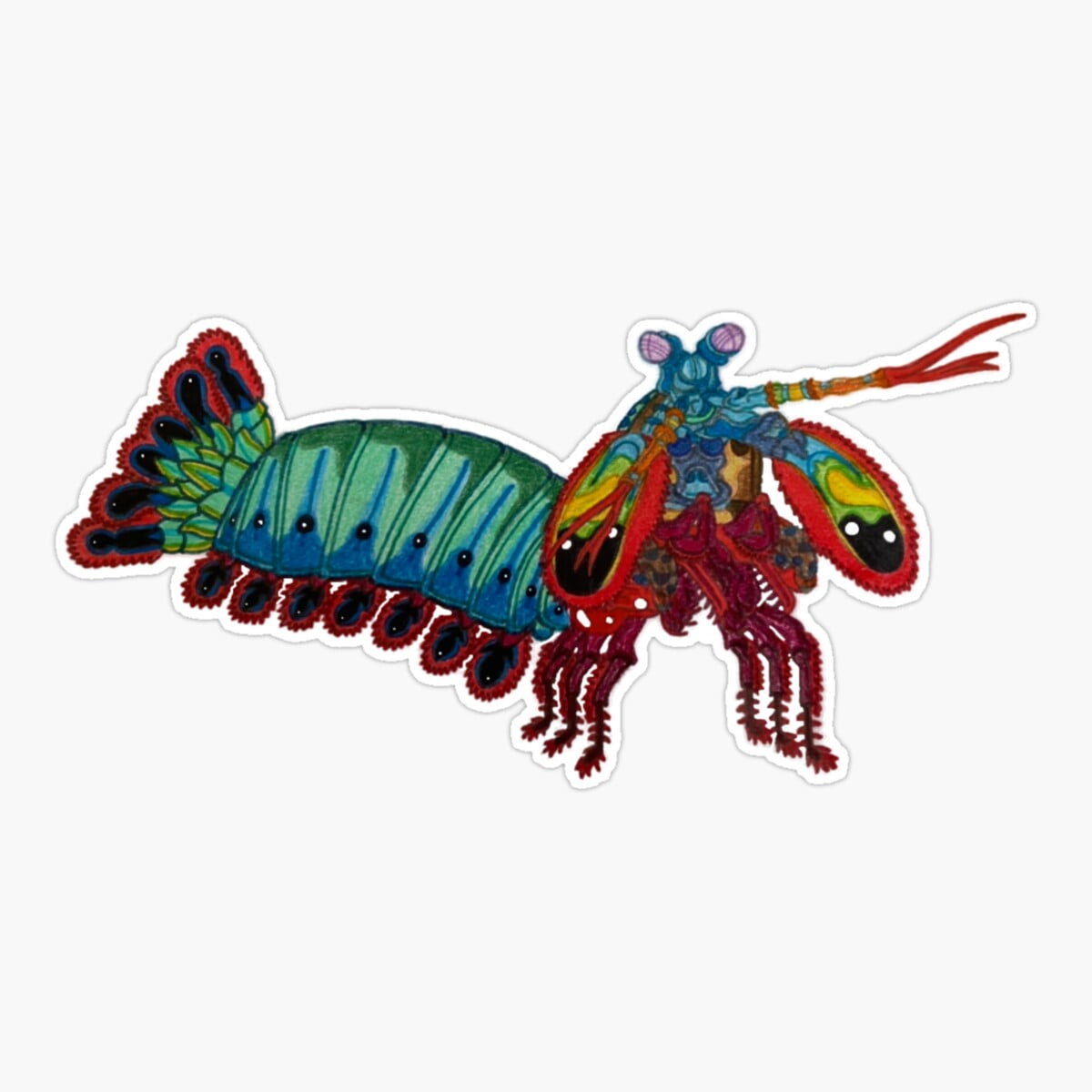 Maneki Peacock Mantis Shrimp Sticker, Phone Decal Water Bottle Stickers ...