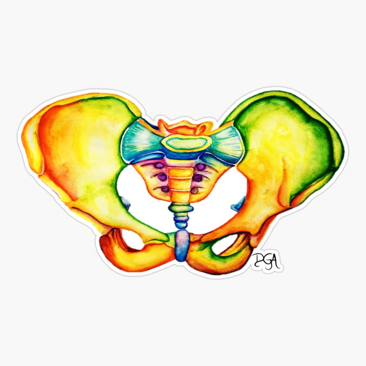 Maneki Pelvis Anatomy Er, Phone Decal Water Bottle Stickers Car Decals ...