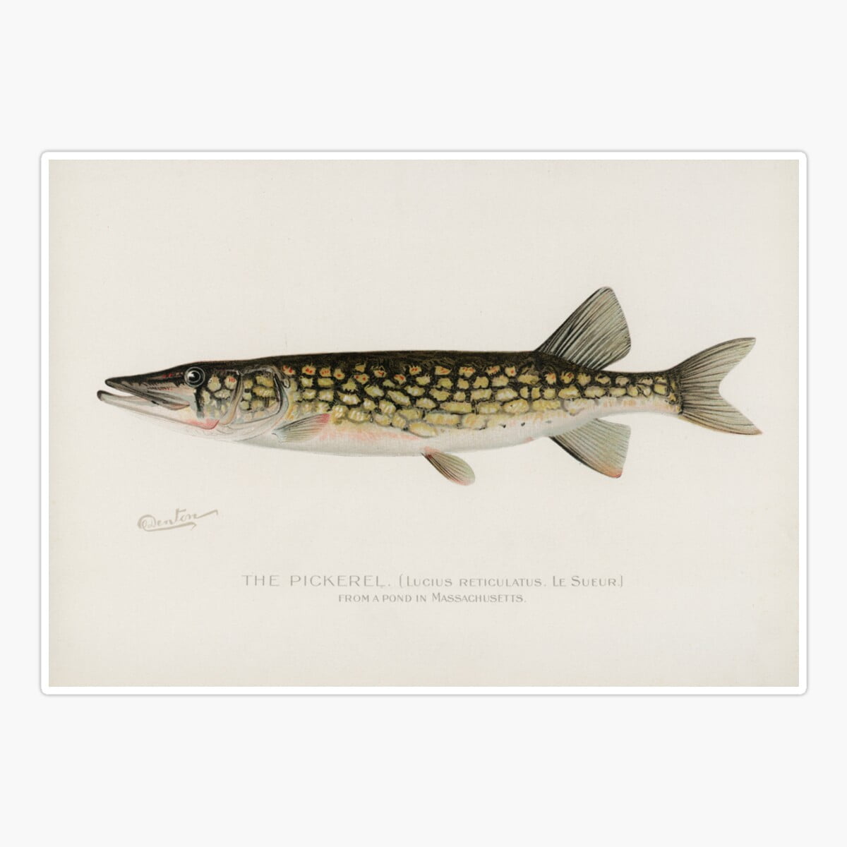 Maneki Pickerel Lithograph Sherman . Denton Er, Phone Decal Water ...