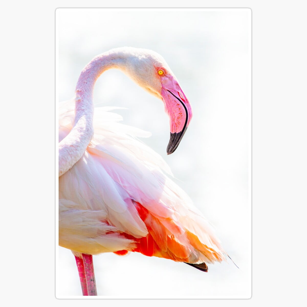 Maneki Pink Flamingo Image Er, Phone Decal Water Bottle Stickers Car ...