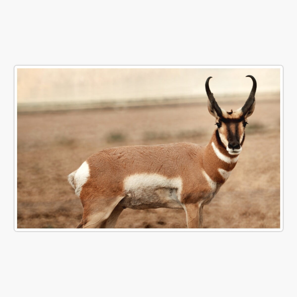 Maneki Pronghorn Antelope Er, Phone Decal Water Bottle Stickers Car ...