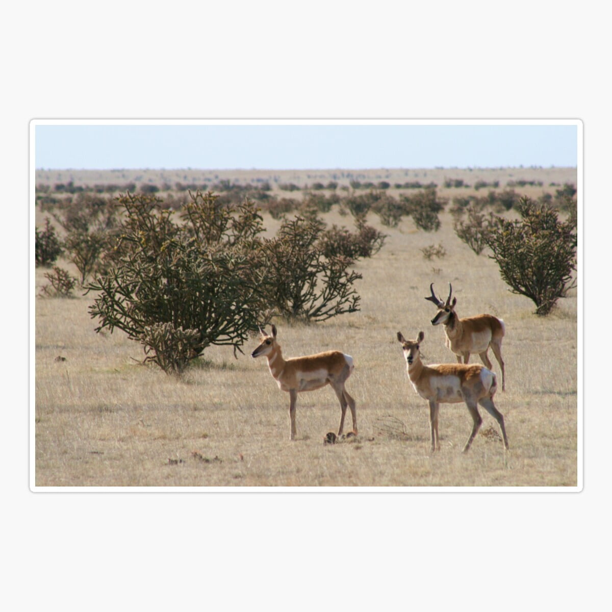 Maneki Pronghorn Antelope On Alert Sticker, Phone Decal Water Bottle ...