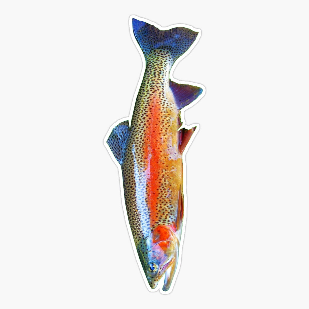 Maneki Rainbow Trout Ishing, Ish Tie Er, Phone Decal Water Bottle ...