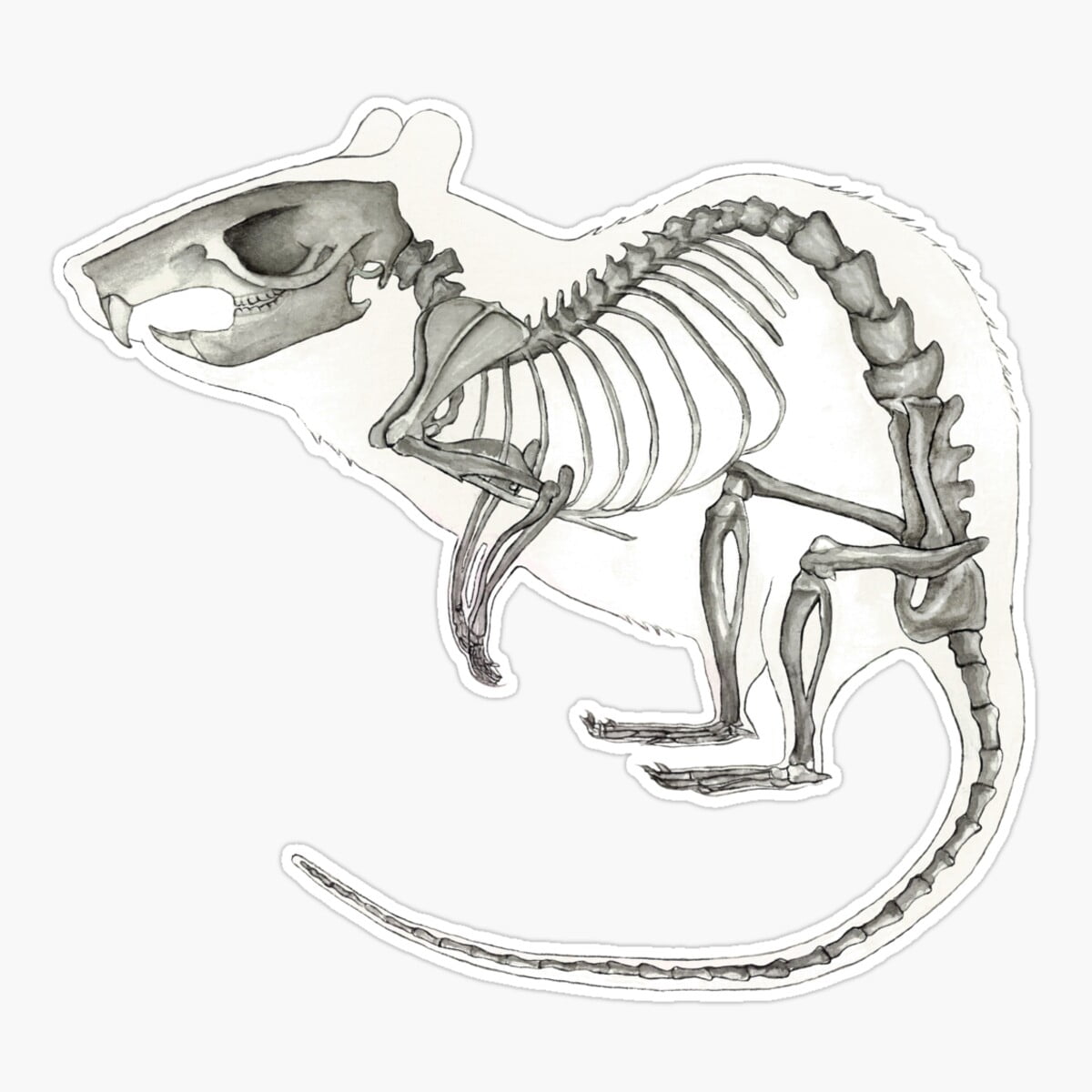 Maneki Rat Skeleton: Animal Anatomy Er, Phone Decal Water Bottle ...