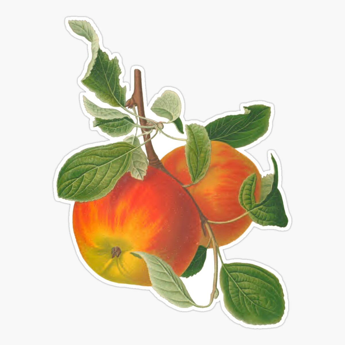 Maneki Red Apples Botanical Print Sticker, Phone Decal Water Bottle ...