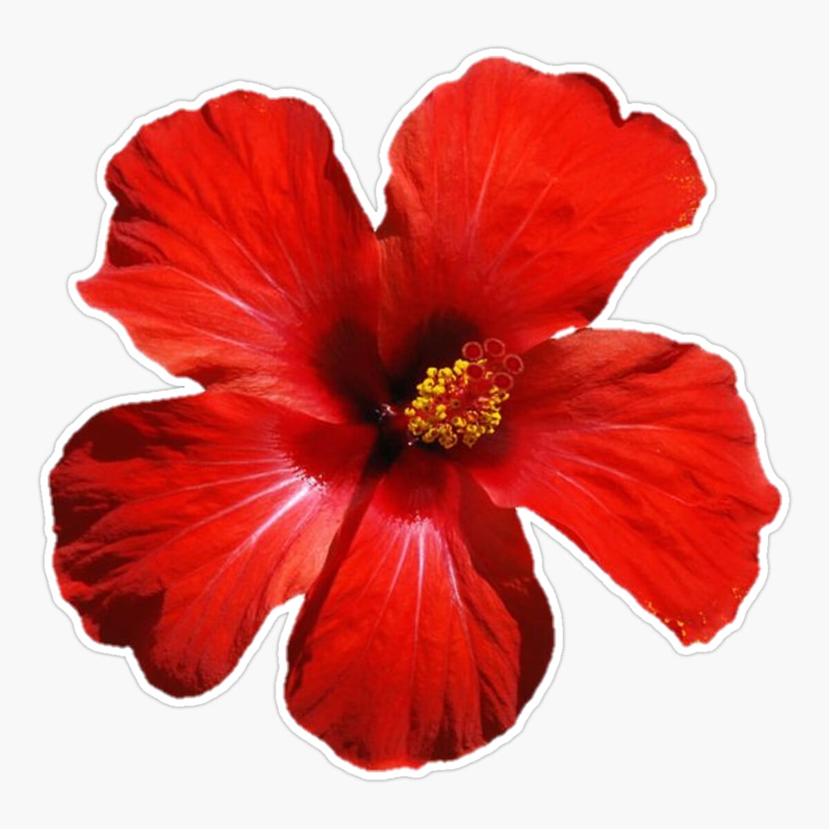 Maneki Red Hibiscus Flower Sticker, Phone Decal Water Bottle Stickers ...