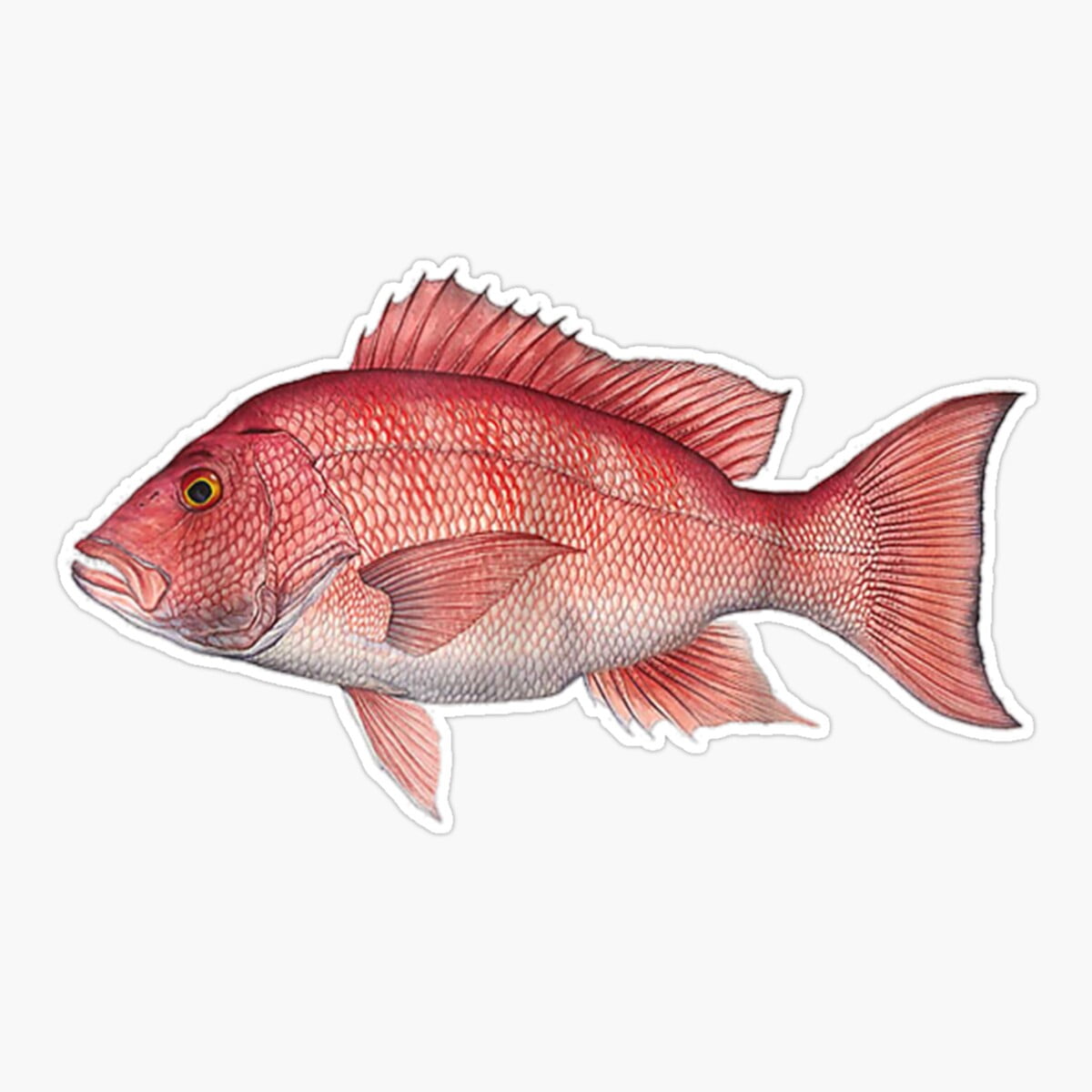 Maneki Red Snapper - Red Snapper Ishing Er, Phone Decal Water Bottle ...