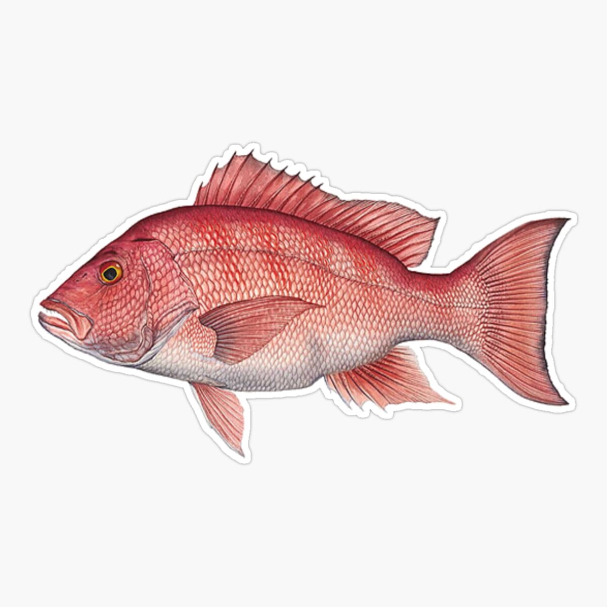 Maneki Red Snapper - Red Snapper Painting - Red Snapper Shirt ...