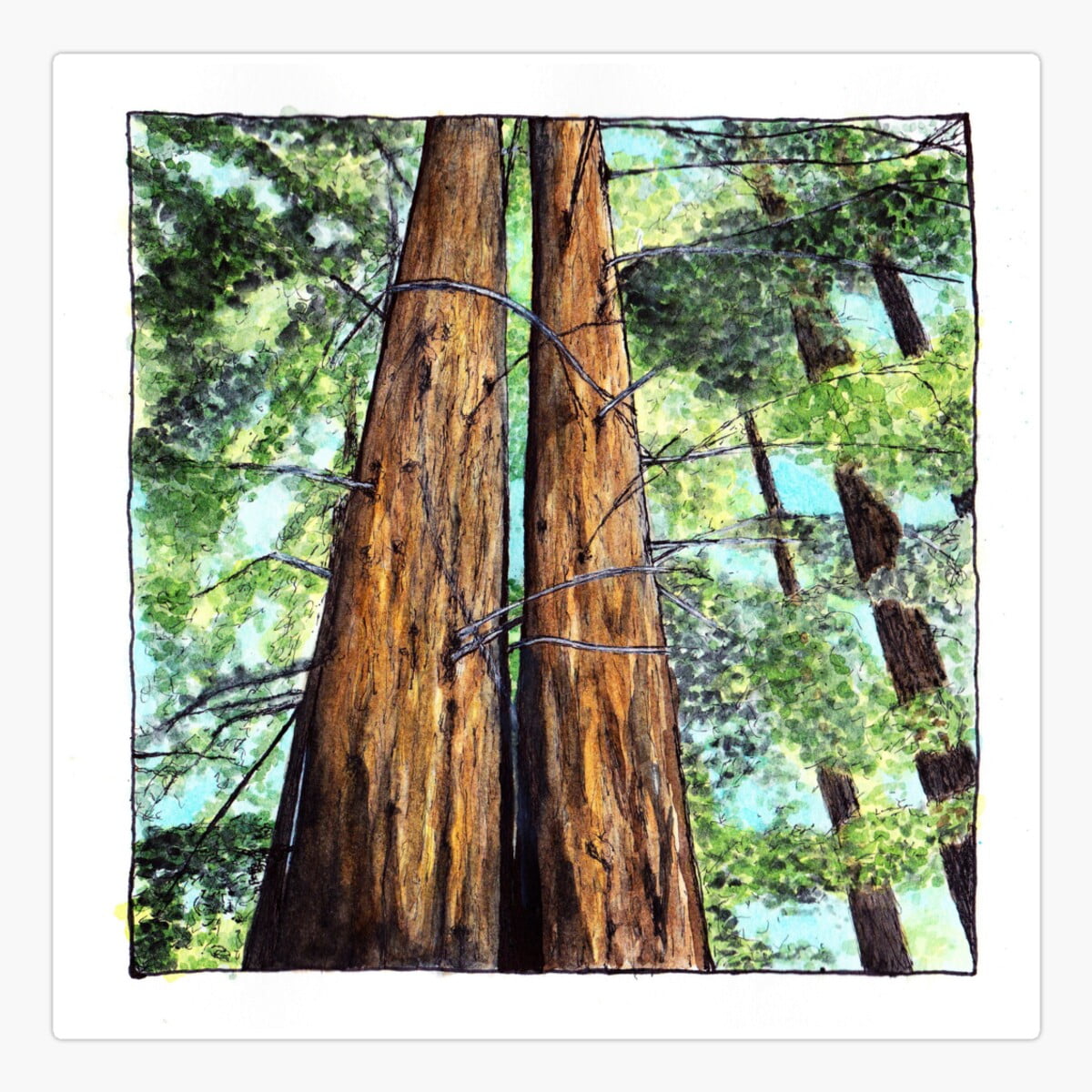 Maneki Redwoods For Emma, Drawing And Watercolor Sticker, Phone Decal ...