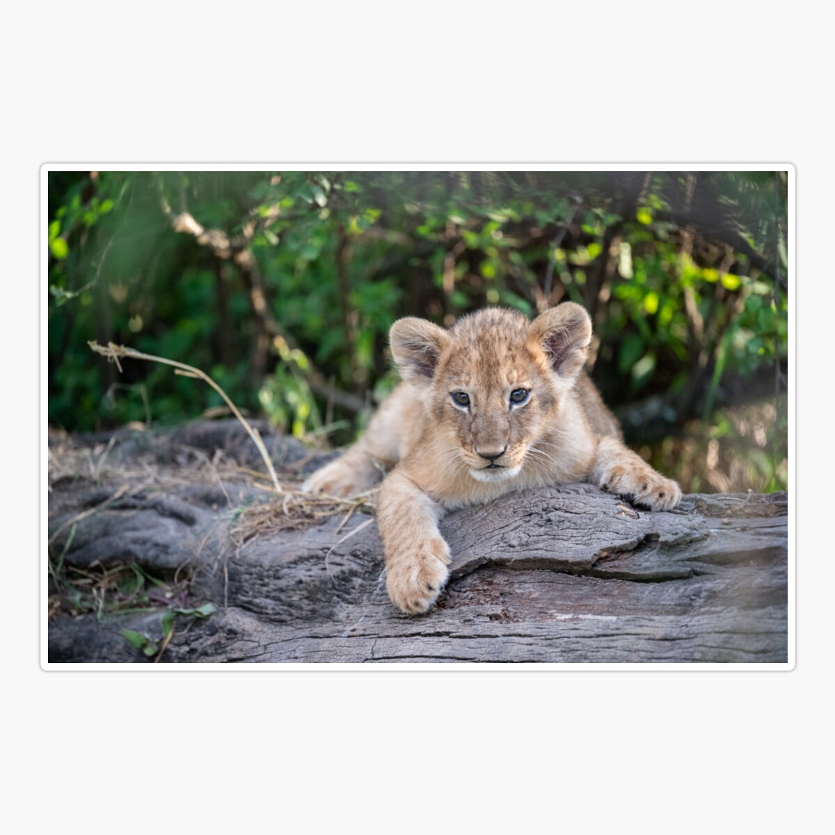 Maneki Relaxed Lion Cub Sticker, Phone Decal Water Bottle Stickers Car ...