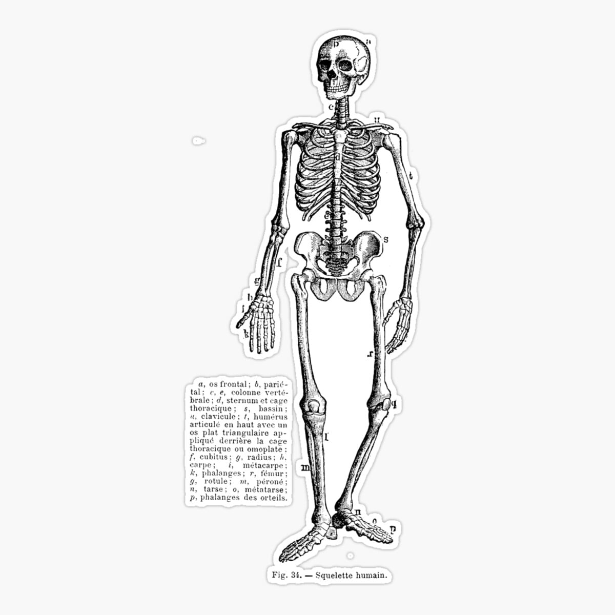 Maneki Renaissance Human Anatomy Skeleton Er, Phone Decal Water Bottle ...