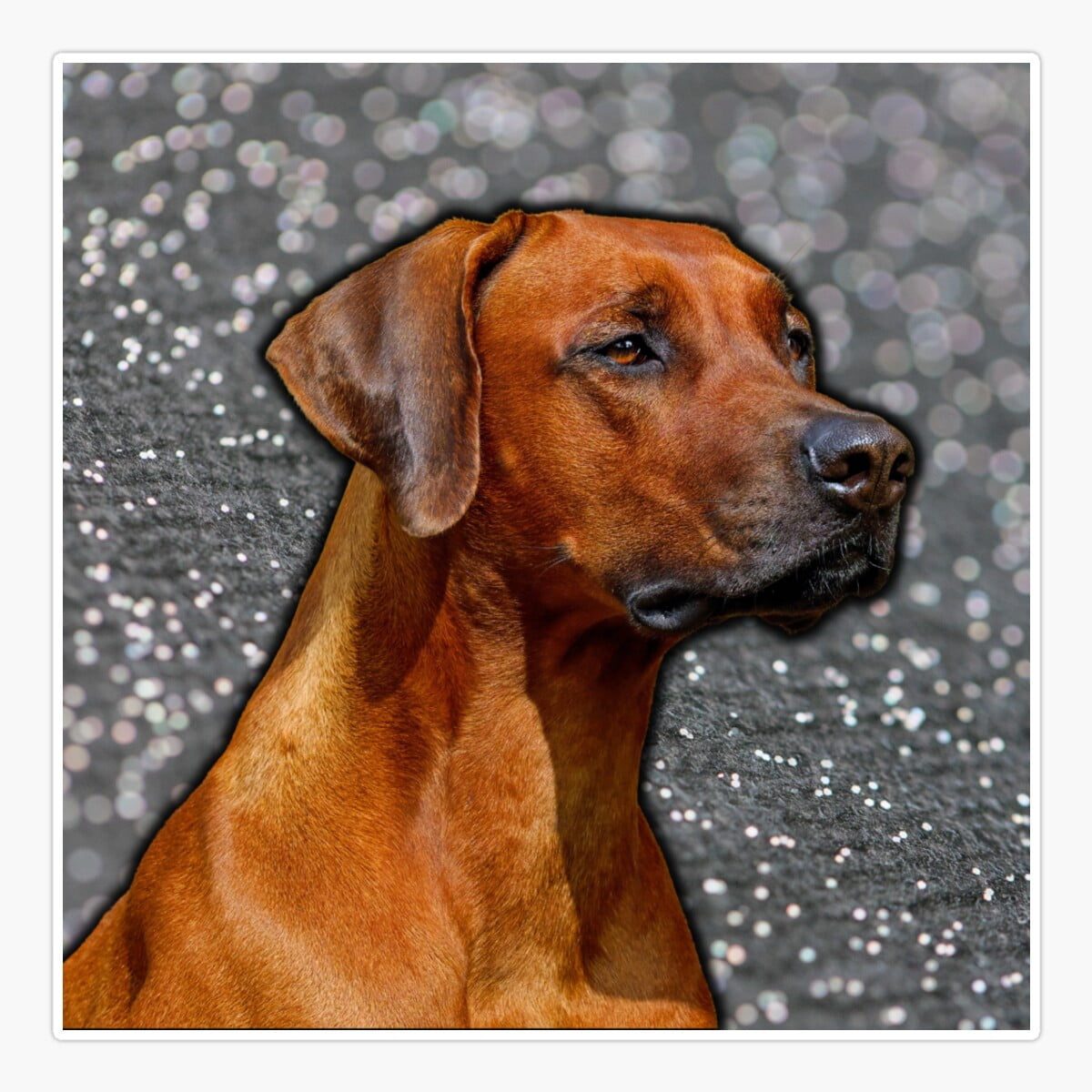 Maneki Rhodesian Ridgeback Domineering Ace Er, Phone Decal Water Bottle ...