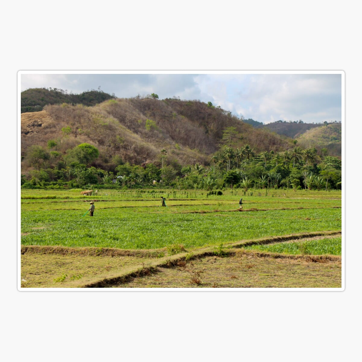 Maneki Rice Paddy Workers In A Ield Near Mawun Beach, Kuta, Lombok ...