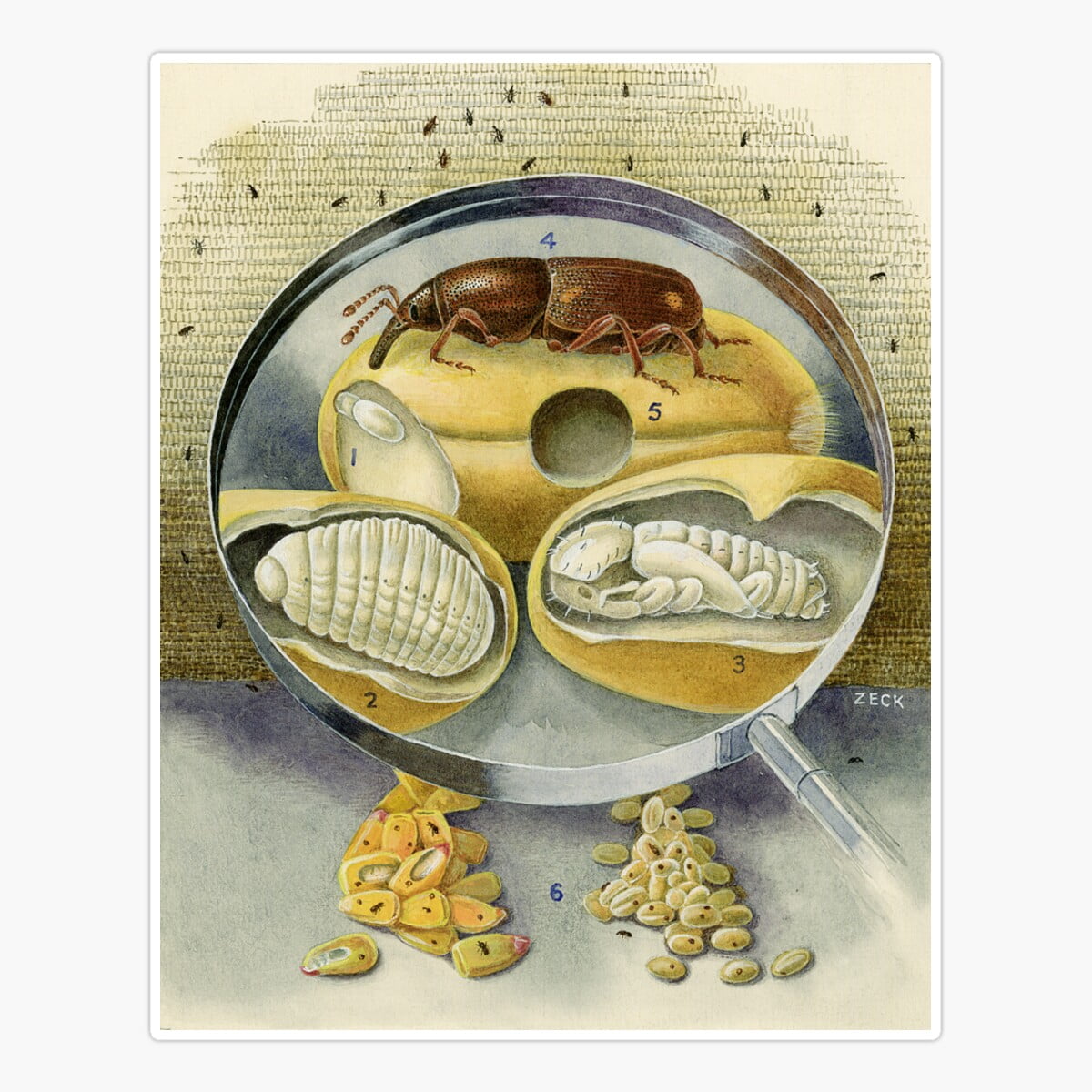 Maneki Rice Weevil Sticker, Phone Decal Water Bottle Stickers Car ...