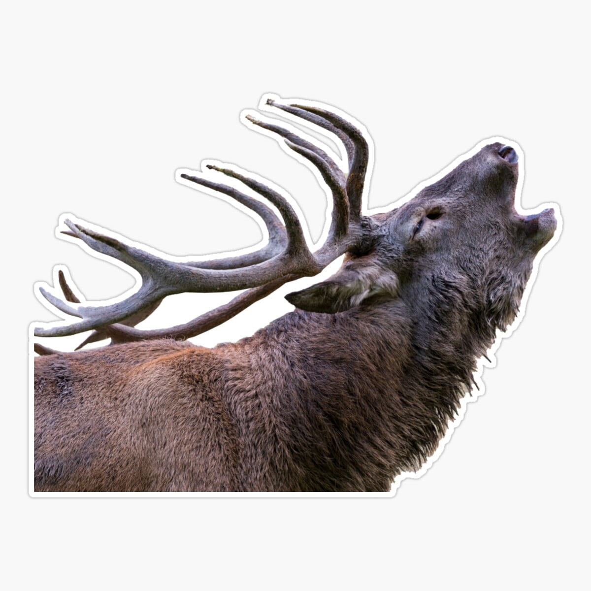 Maneki Roaring Red Deer Sticker, Phone Decal Water Bottle Stickers Car ...