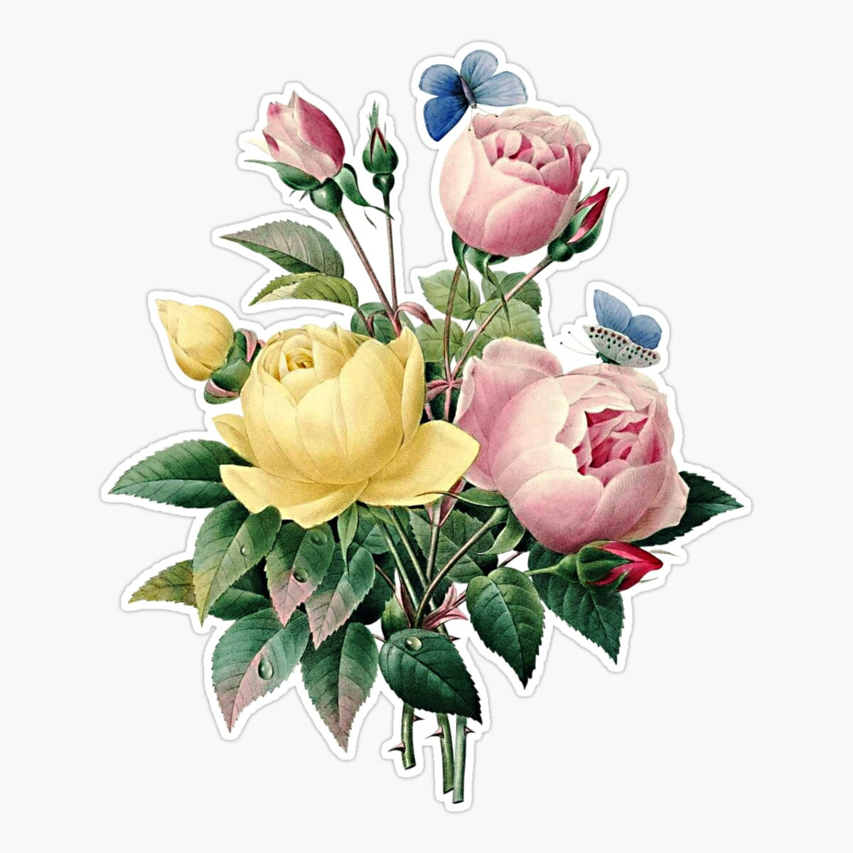 Maneki Rosa Lutea And Rosa Indica | Lady Banks Rose And Cyme Rose ...