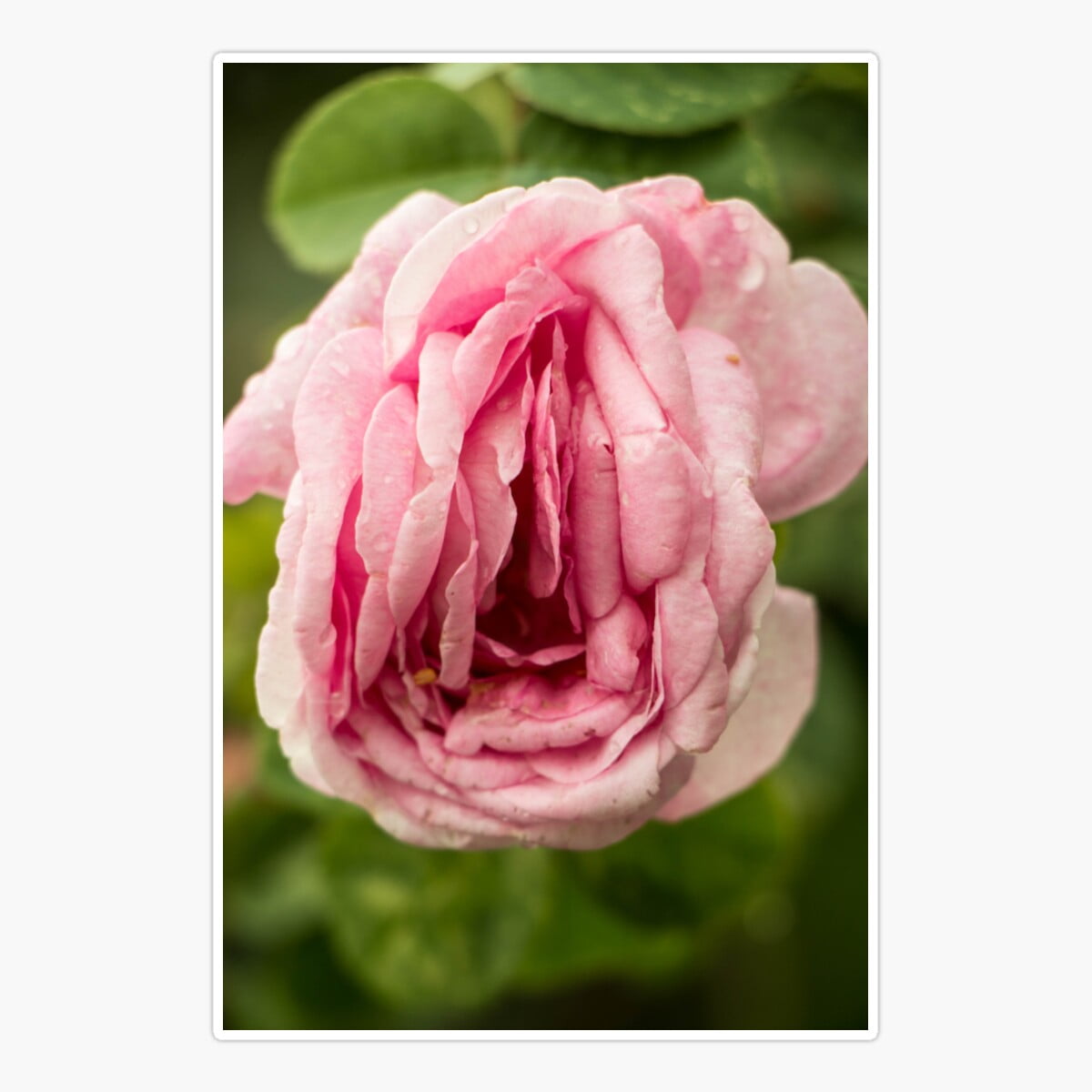 Maneki Rose Flower Sticker, Phone Decal Water Bottle Stickers Car Decals, Funny Birthday Gift ...