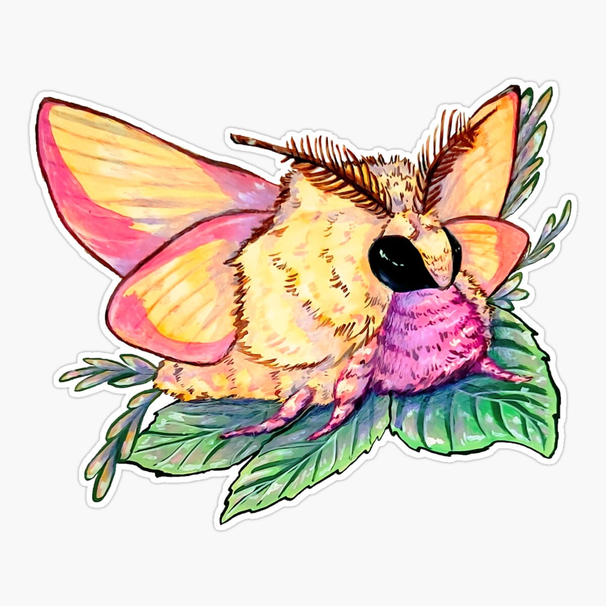 Maneki Rosy Maple Moth - Dryocampa Rubicunda Sticker, Phone Decal Water ...
