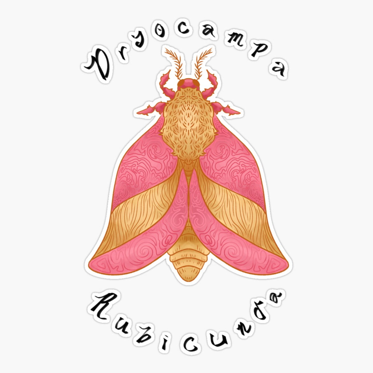 Maneki Rosy Maple Moth With Scientific Name Sticker, Phone Decal Water ...