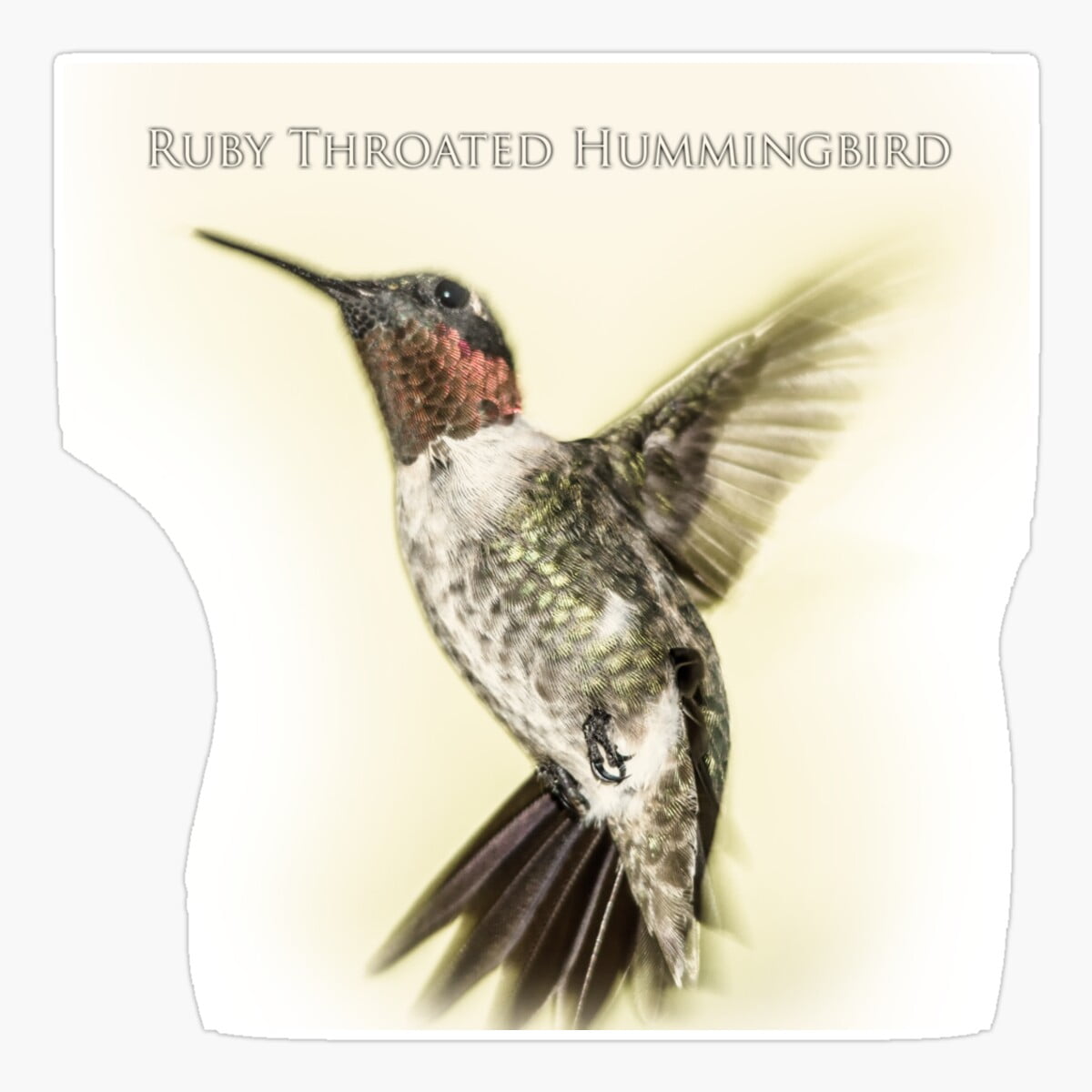 Maneki Ruby Throated Hummingbird - 2 Sticker, Phone Decal Water Bottle ...