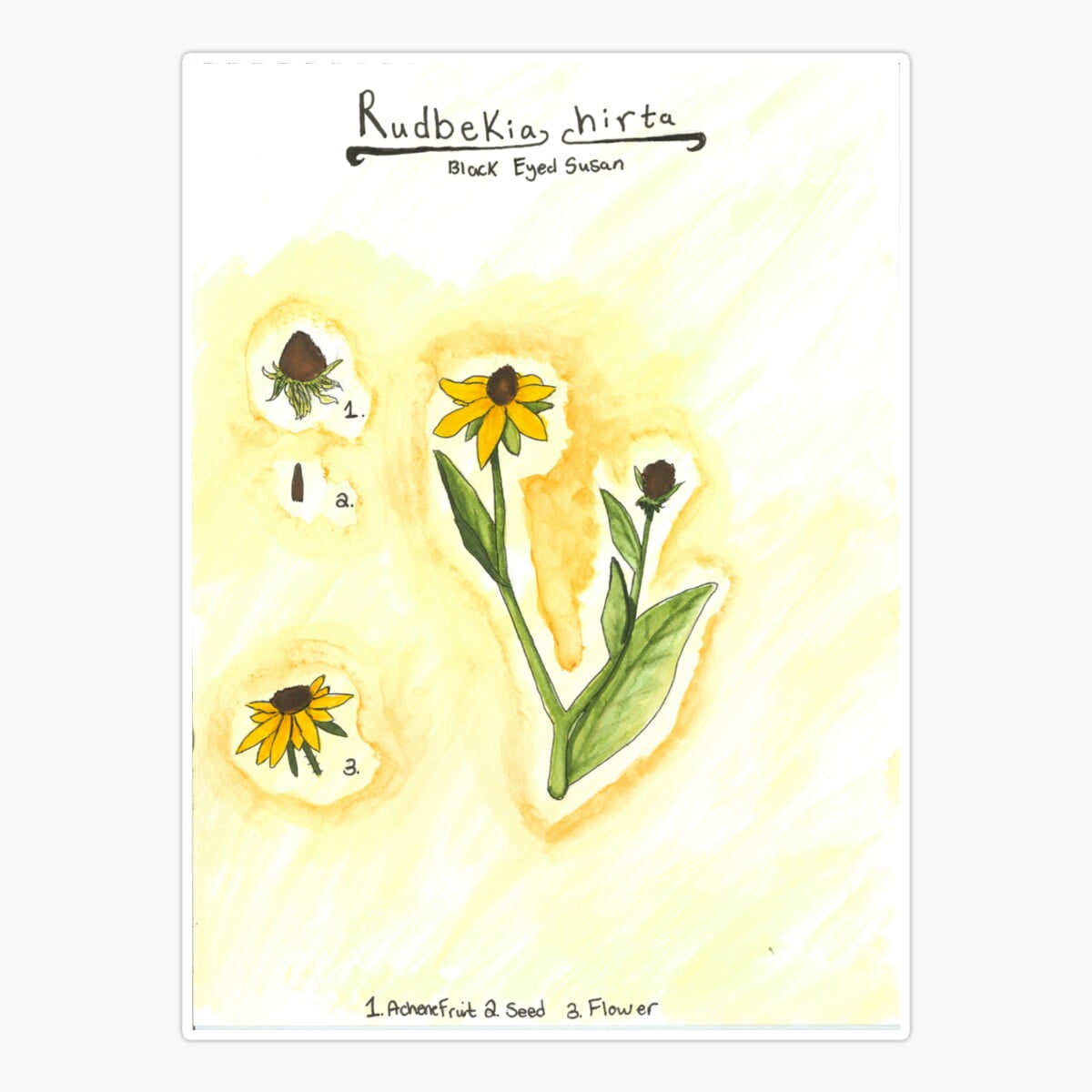 Maneki Rudbekia Hirta (Black-Eyed Susan) Sticker, Phone Decal Water ...