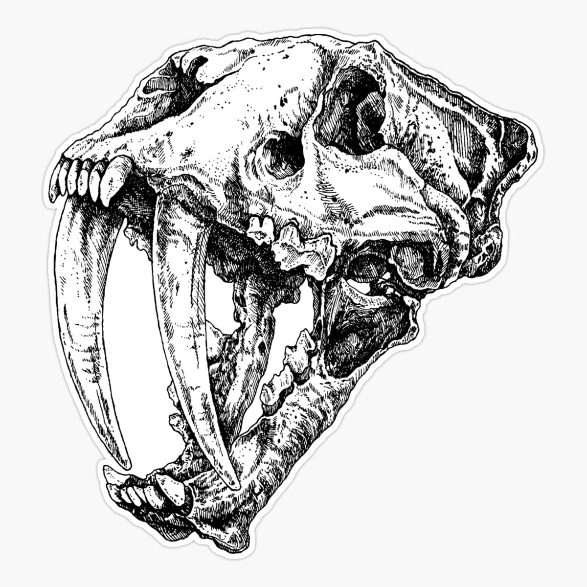 Maneki Sabertooth Skull - Smilodon Skull - Black Er, Phone Decal Water ...