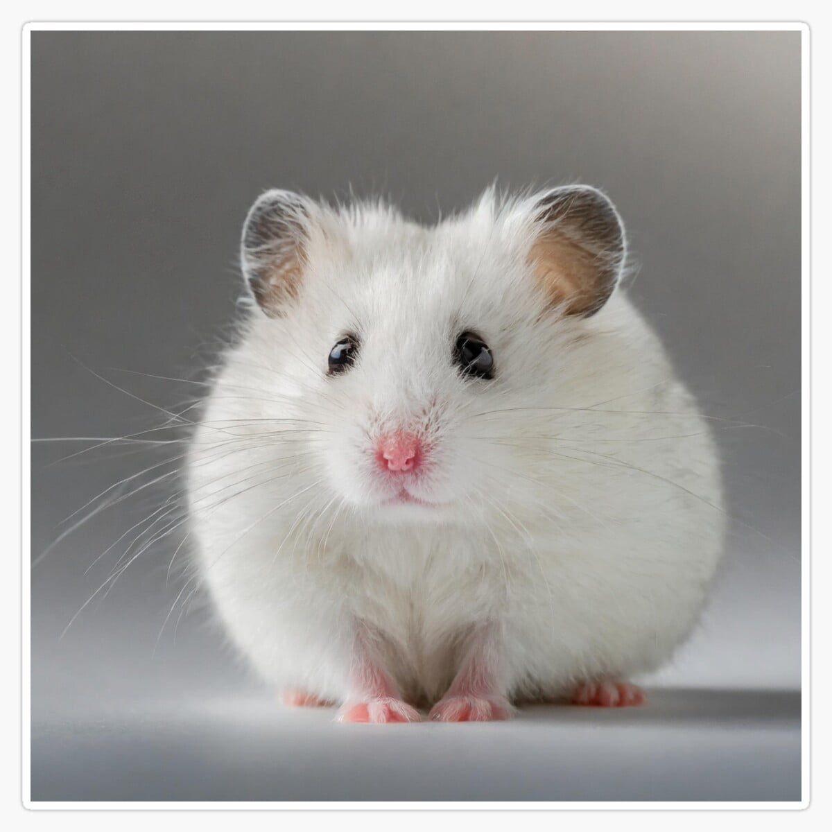 Maneki Sad Hamster: Expressive Art For Animal Empathy Er, Phone Decal ...