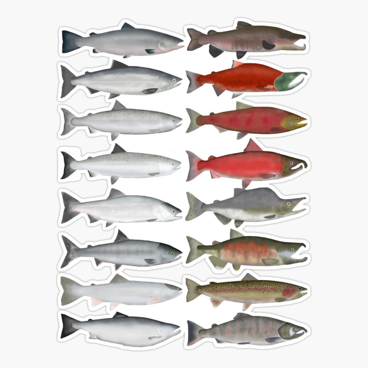 Maneki Salmon Group Er, Phone Decal Water Bottle Stickers Car Decals ...