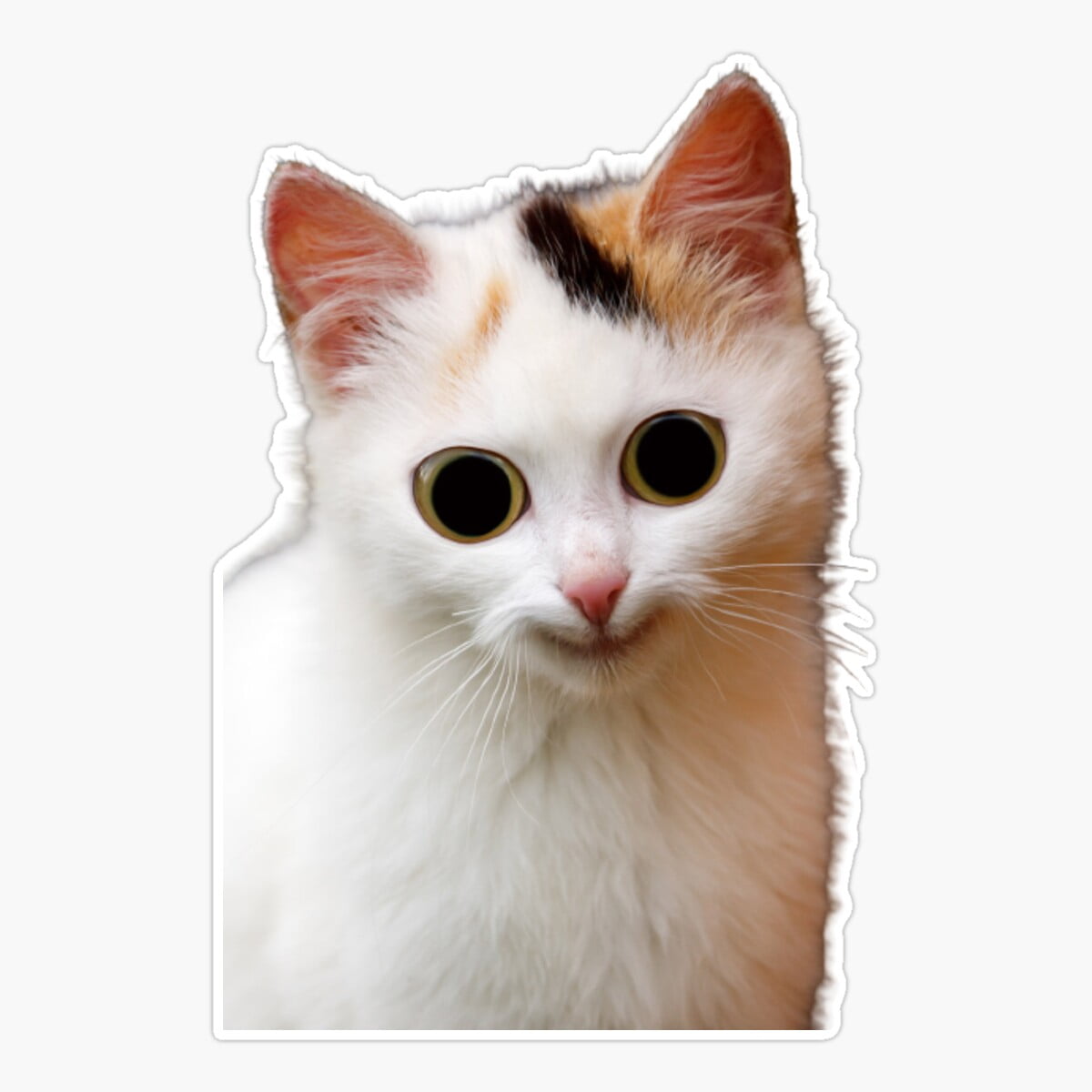 Maneki Scary Cat With The Biggest Eyes | Unny Cat Sticker, Phone Decal ...