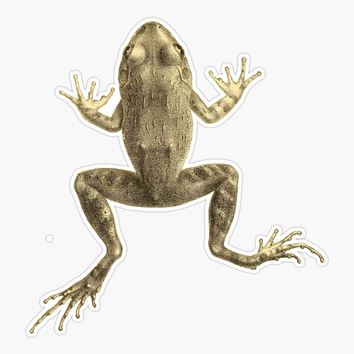 Maneki Scientific Illustration Of A Frog Sticker, Phone Decal Water ...