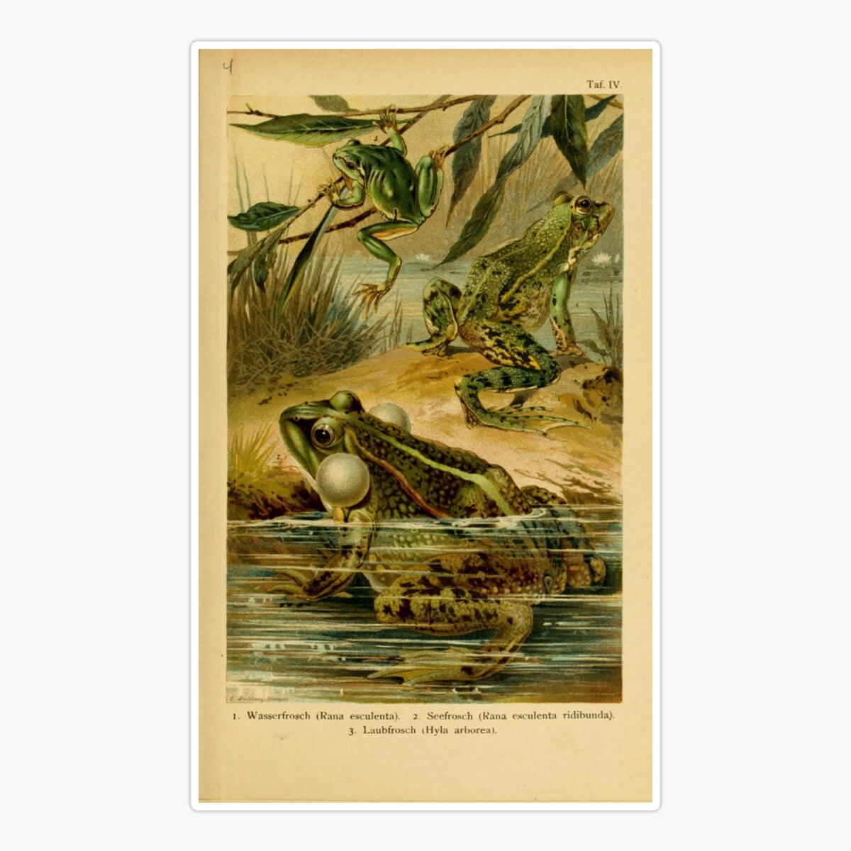 Maneki Scientific Illustration Of Frogs Sticker, Phone Decal Water ...