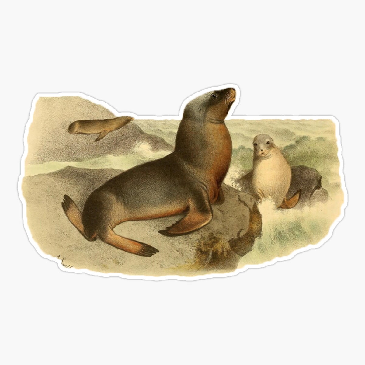 Maneki Scientific Illustration Of Sea Lions Sticker, Phone Decal Water ...