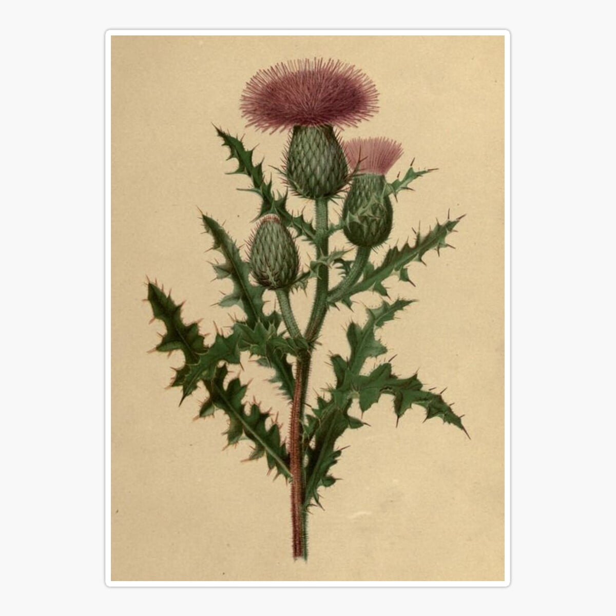 Maneki Scottish Thistle Antique Illustration 2 Sticker, Phone Decal ...