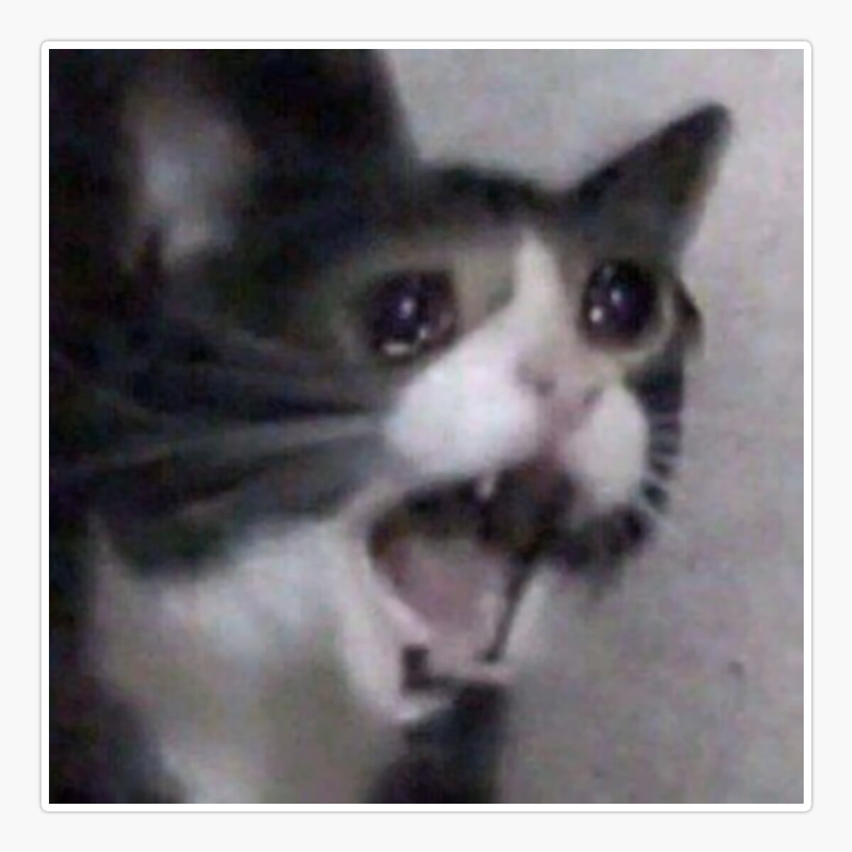 Maneki Screaming Crying Sad Cat Sticker, Phone Decal Water Bottle ...