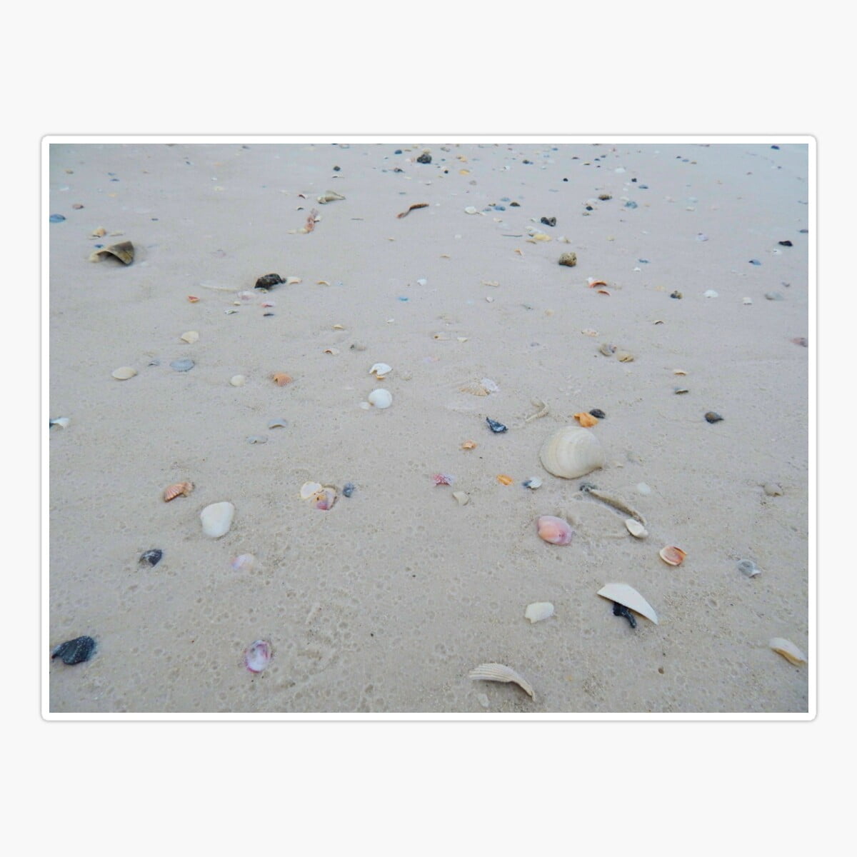 Maneki Shells On The Beach Sticker, Phone Decal Water Bottle Stickers ...