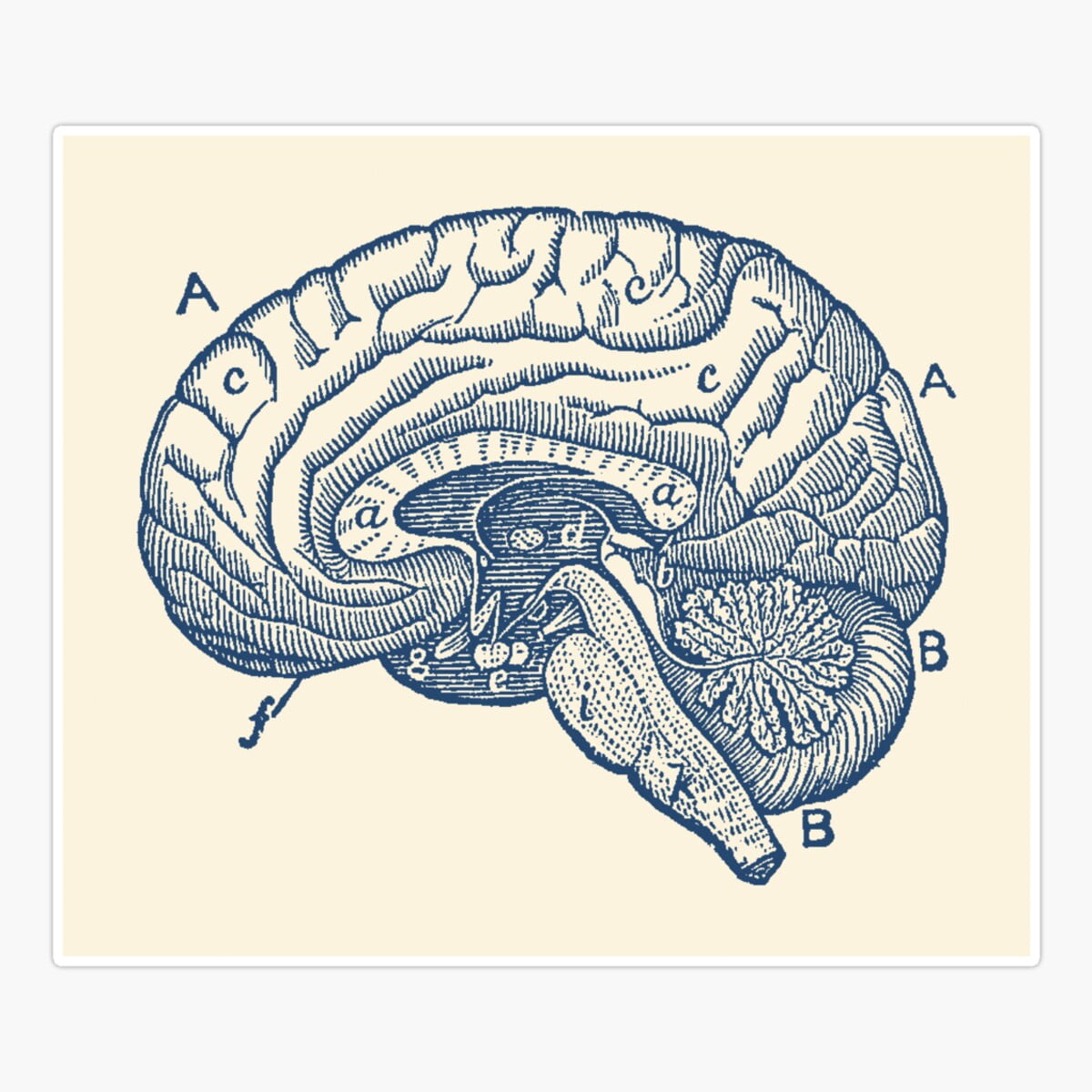 Maneki Simple Brain Diagram Sticker, Phone Decal Water Bottle Stickers ...