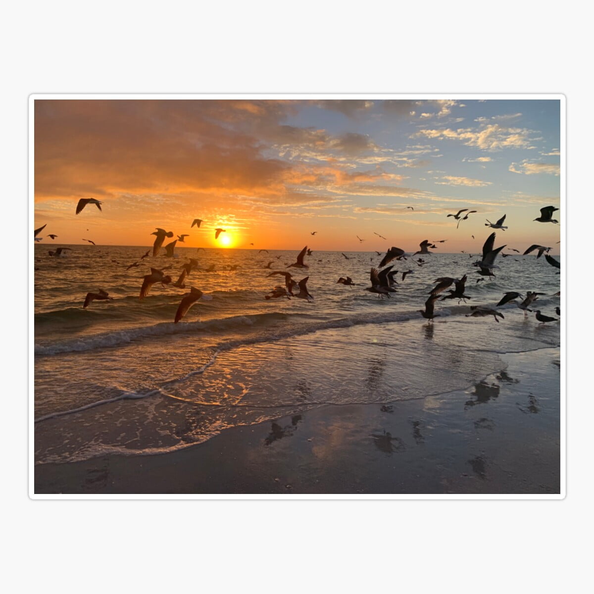 Maneki Skimmers And Seagulls Lying Across The Sunset Sticker, Phone ...