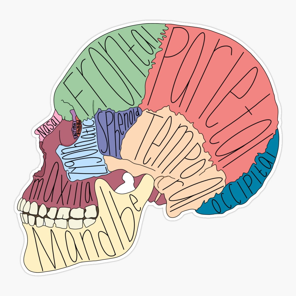 Maneki Skull Bone Anatomy Er, Phone Decal Water Bottle Stickers Car ...