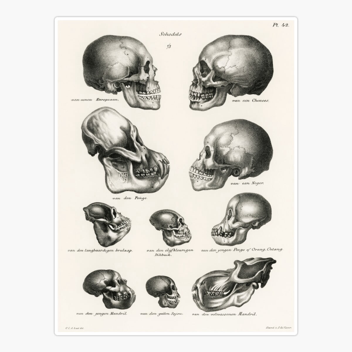 Maneki Skulls Illustration - Human Evolution Er, Phone Decal Water ...