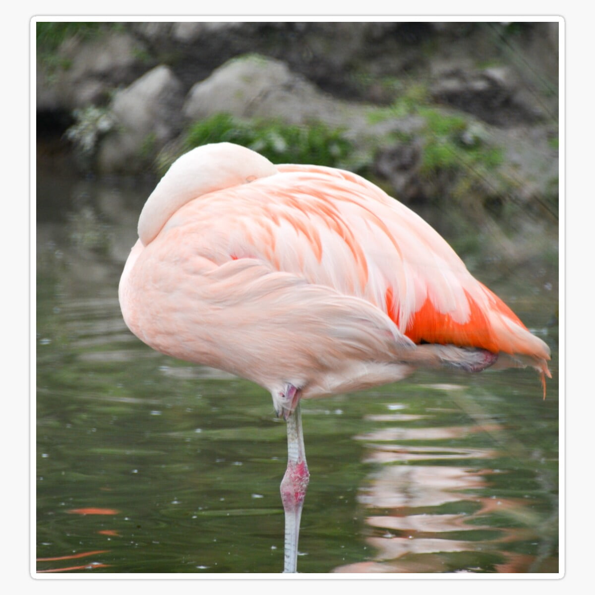 Maneki Sleeping Pink Flamingo Er, Phone Decal Water Bottle Stickers Car ...