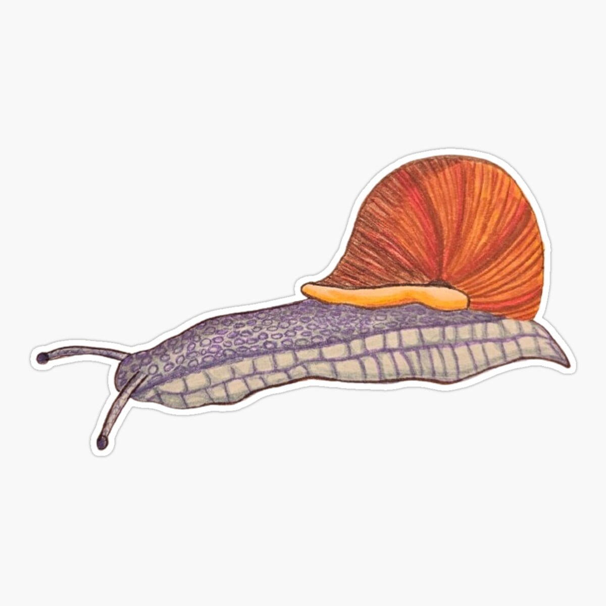 Maneki Snail Sketch 1 Sticker, Phone Decal Water Bottle Stickers Car ...