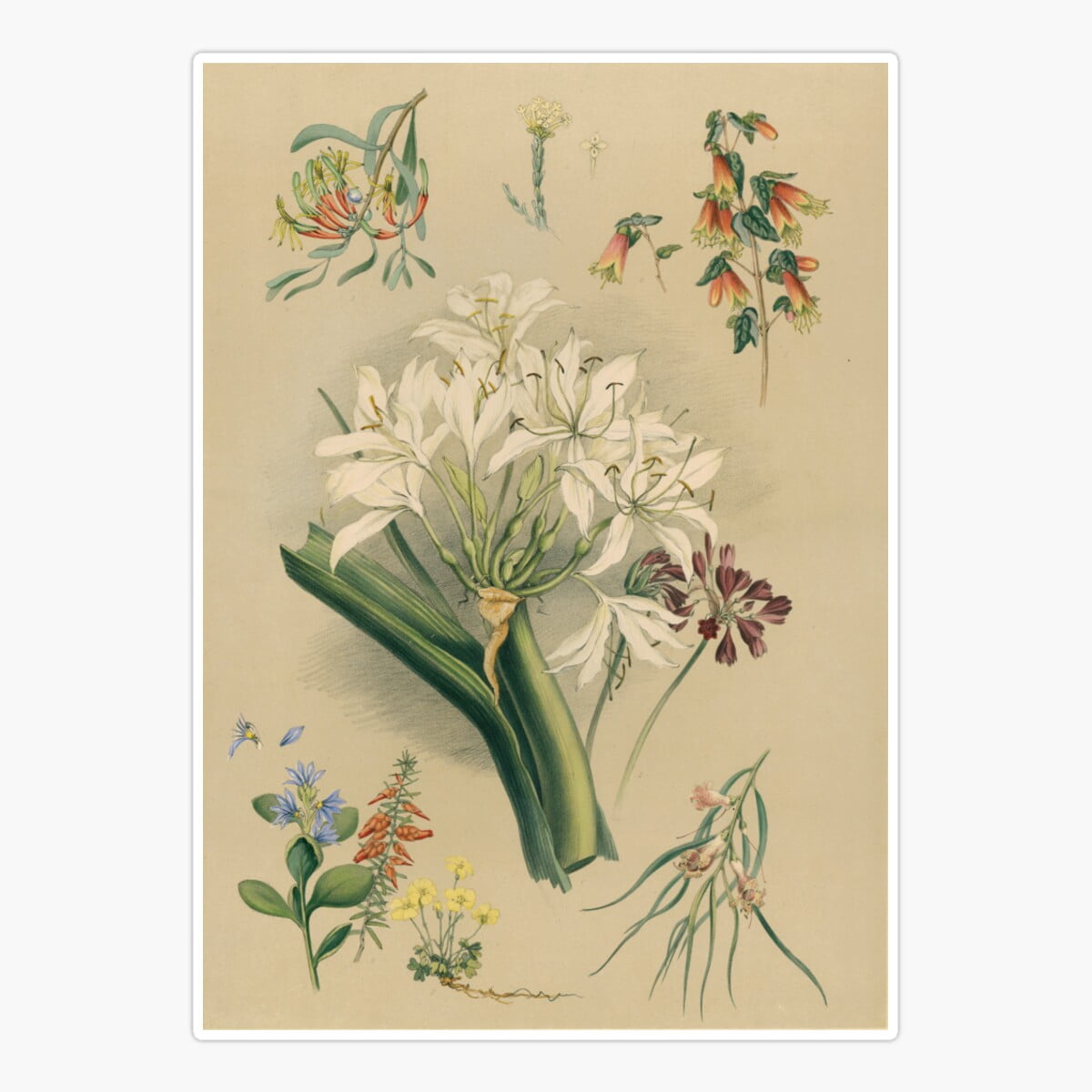 Maneki South Australian Botany - Native Flowers Sticker, Phone Decal ...