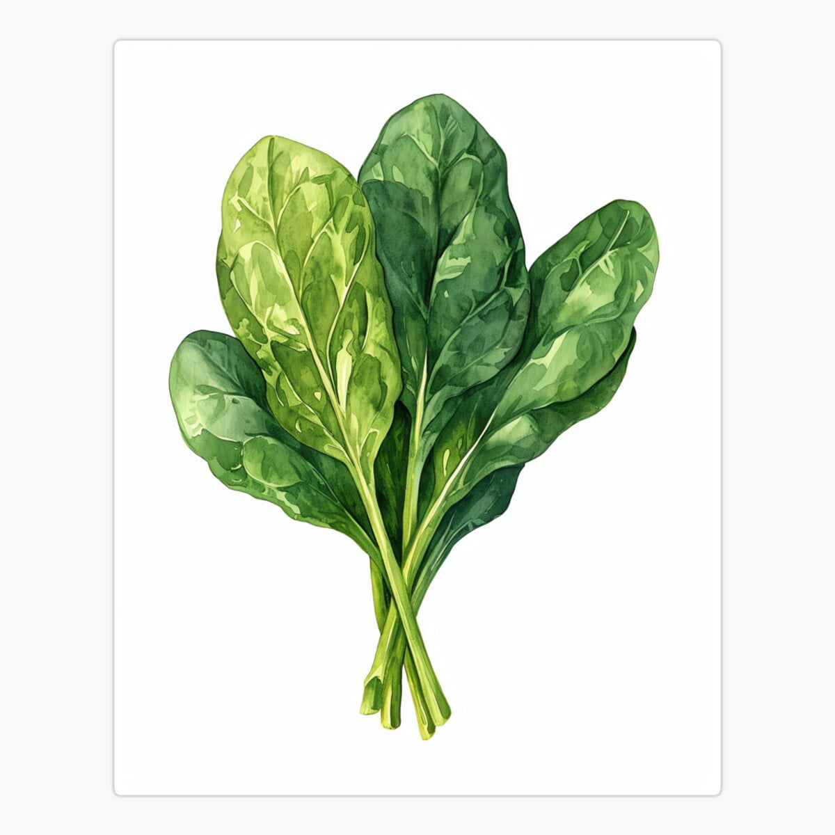 Maneki Spinach - Ruits And Vegetables Kitchen Poster - Kitchen Art ...