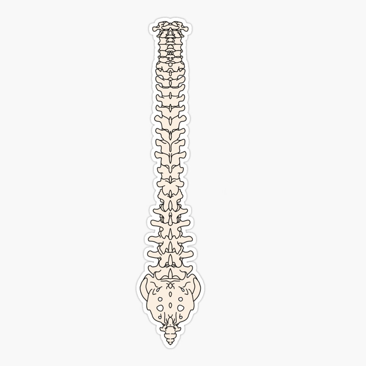 Maneki Spine Vertebral Column Line Art, Minimalist Posterior View Spine ...