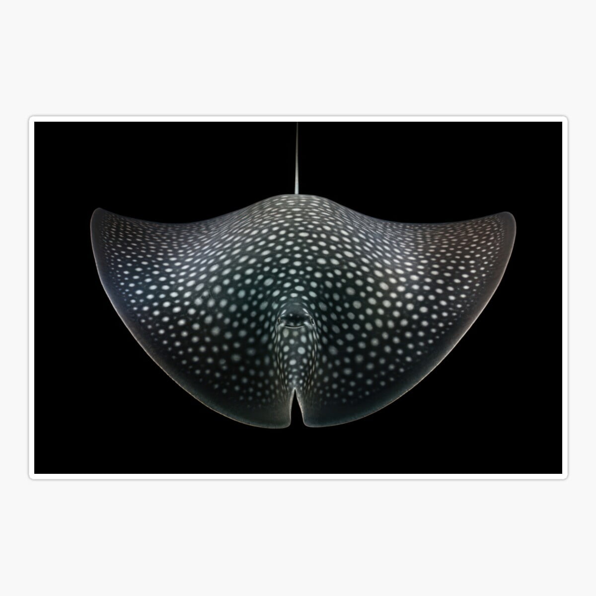 Maneki Spotted Eagle Ray; Stingrays Sea Rays Lorida Keys Photographic ...