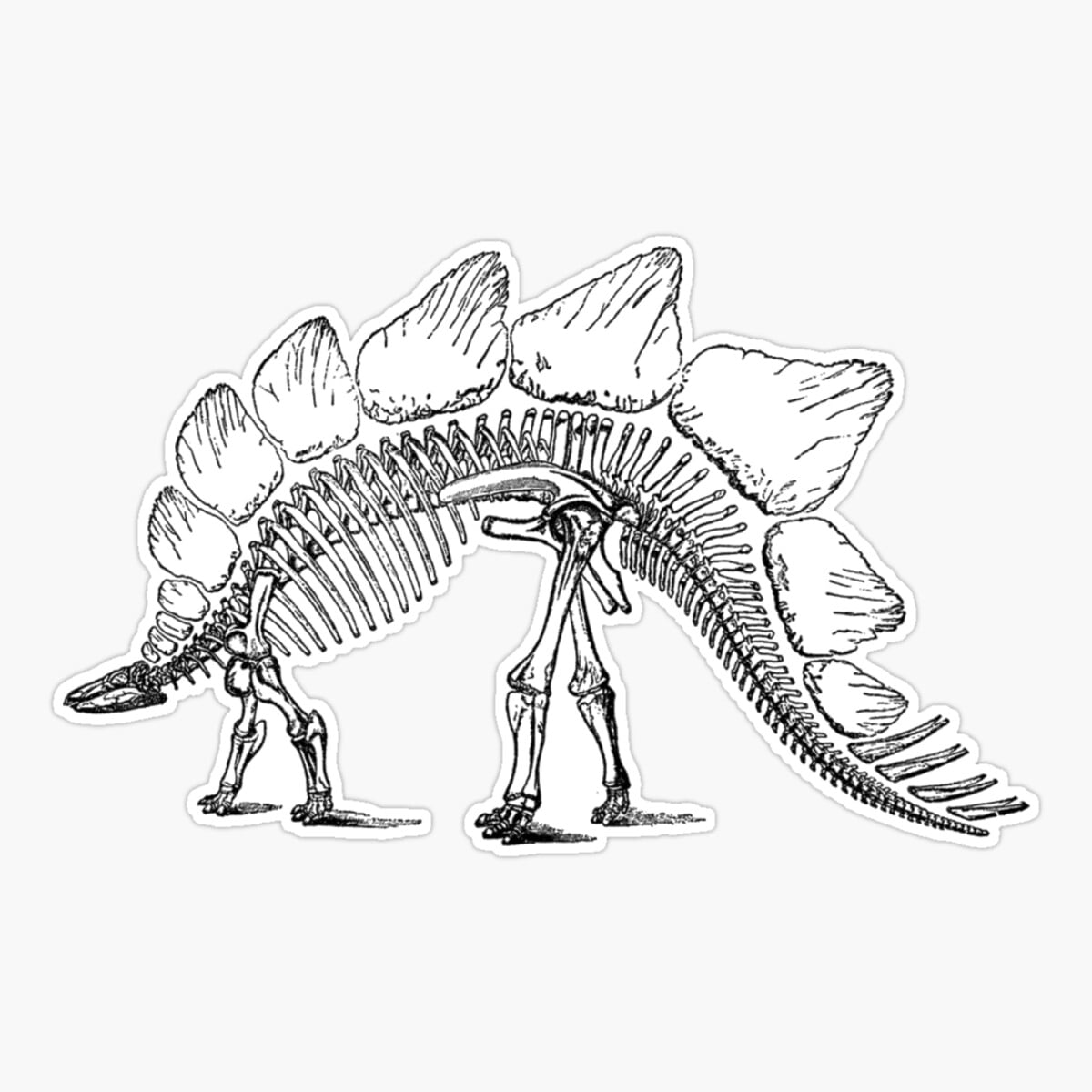 Maneki Stegosaurus Skeleton Er, Phone Decal Water Bottle Stickers Car ...