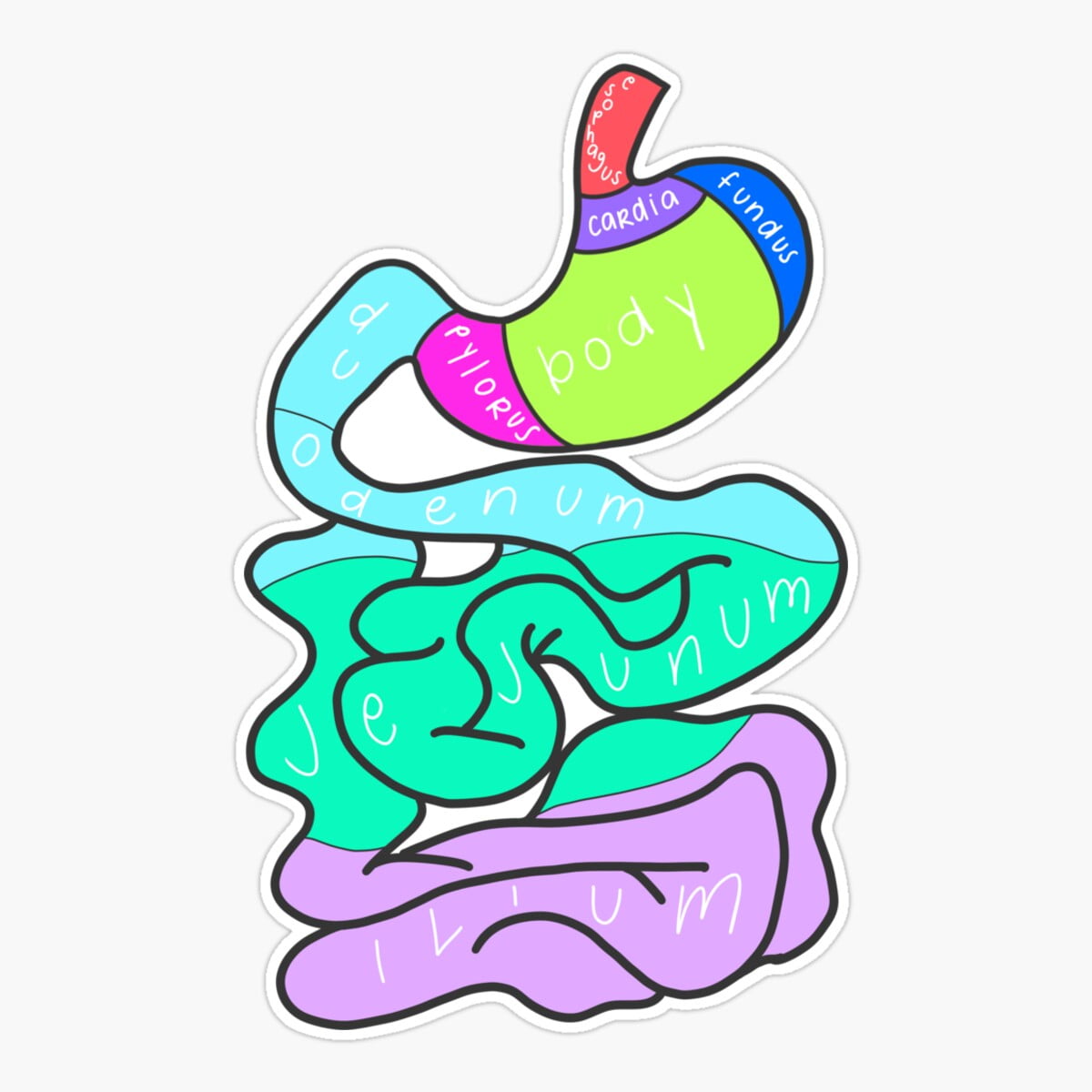 Maneki Stomach & Small Intestine (Labeled) Er, Phone Decal Water Bottle ...