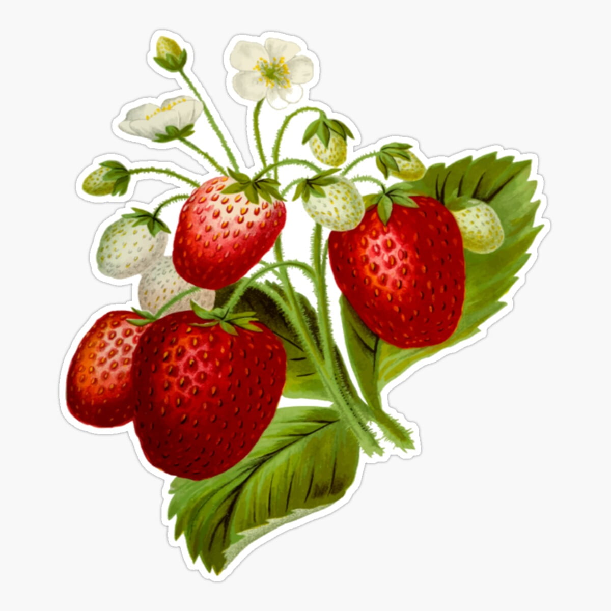 Maneki Strawberry, Cottage Core Sticker, Phone Decal Water Bottle ...