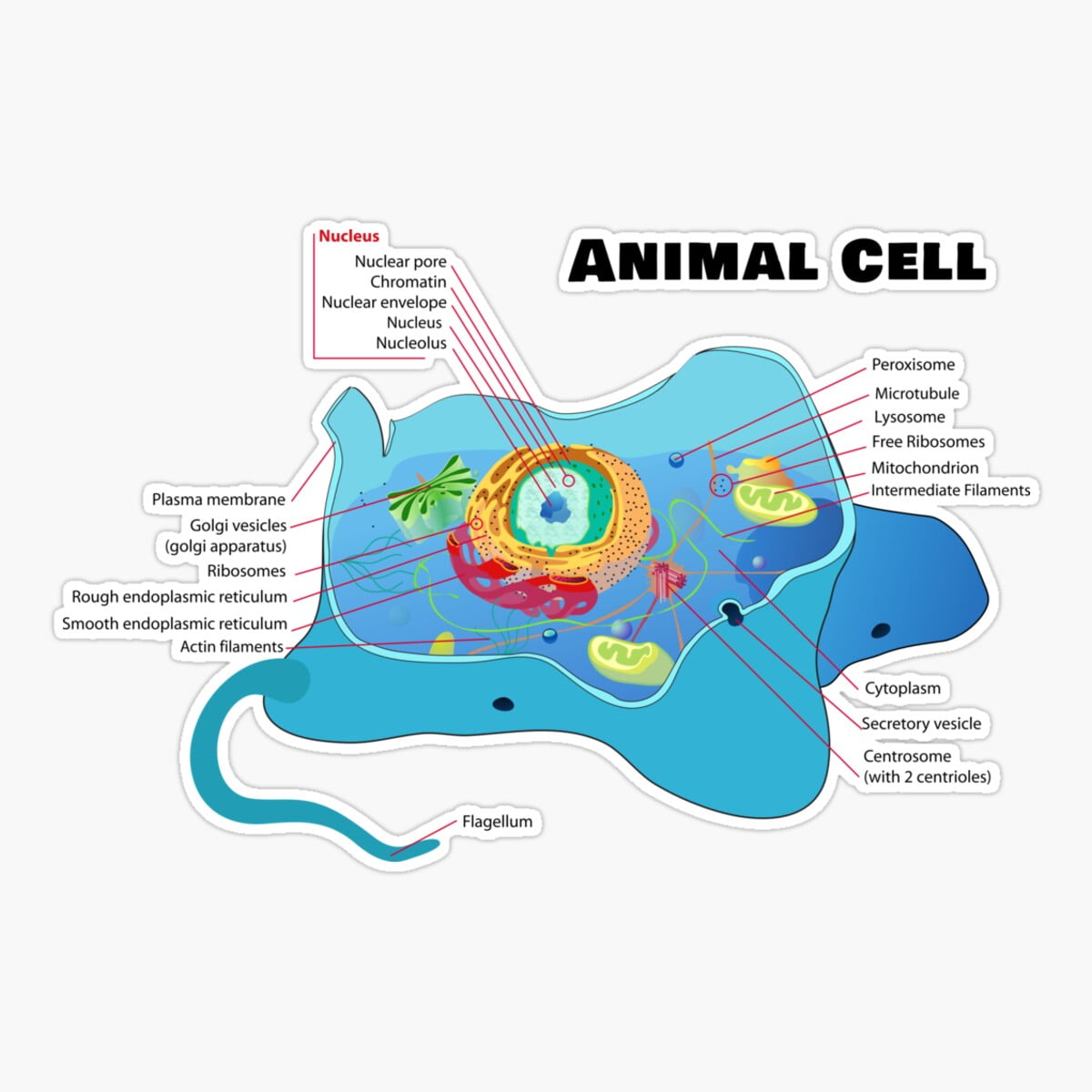 Maneki Structure Of A Typical Animal Cell Er, Phone Decal Water Bottle ...